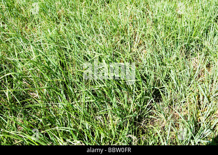 switchgrass being grown in a research plot in Oklahoma to provide a ...