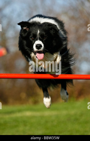 A Collie Dog Leaping Over an Obstacle Race Fence Stock Photo - Alamy