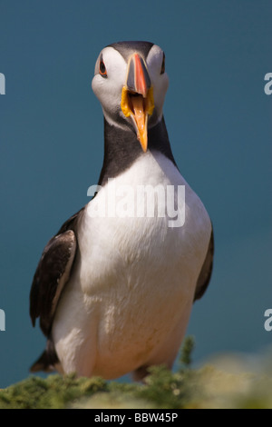 Atlantic Puffin, fratercula arctica, standing on grass on Isle of ...