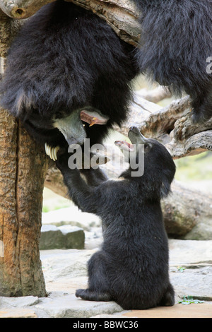 Germany Berlin Zoo sloth bear cub melursus ursinus Stock Photo - Alamy