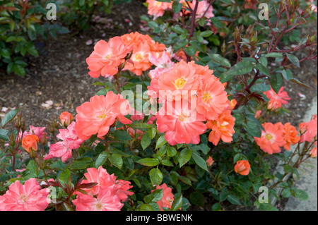 Rosa `Sunseeker Dicracer` Stock Photo - Alamy