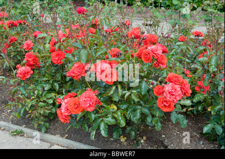 Flowers of Red ‘Trumpeter’ Rose Stock Photo - Alamy