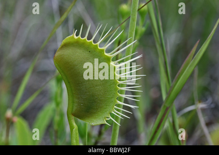 Venus flytraps (Dionaea muscipula) as they consume insects; Atlanta ...