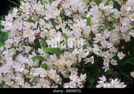 Deutzia gracilis 'Nikko' Stock Photo - Alamy
