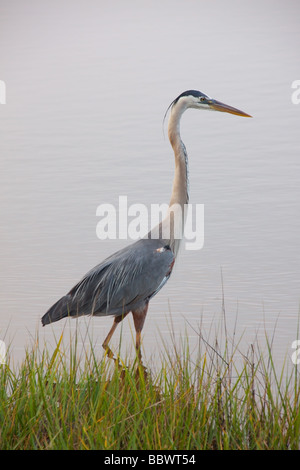Great Blue Heron Hunting Stock Photo - Alamy