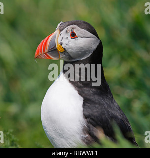 Atlantic Puffin infested with Ticks around its face Stock Photo - Alamy