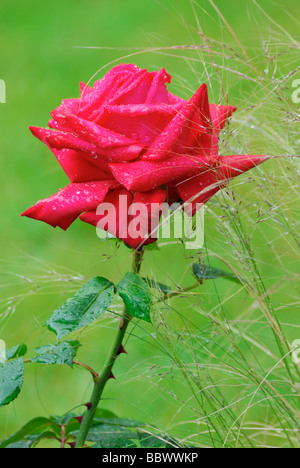 Single red rose Stock Photo - Alamy