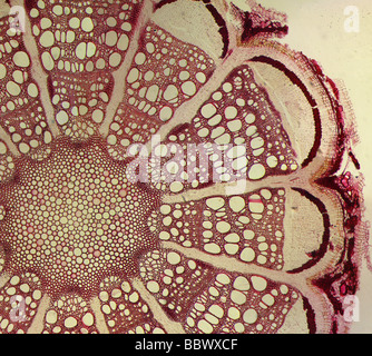 Microscopic cross section of plant stem showing cells, botanical ...