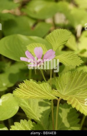 Flower of the Arctic Raspberry (Rubus arcticus acaulis), Newfoundland ...