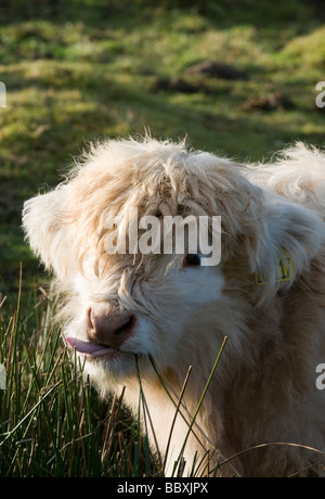 Highland Cattle Licking It's Lips; Scottish Borders, Scotland Stock ...