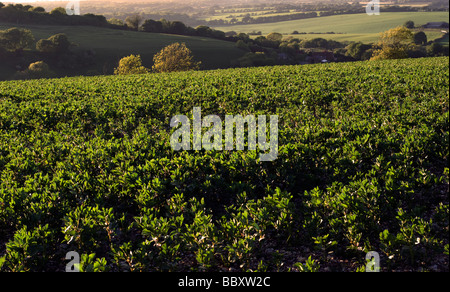 Tennyson Trail, nr, Carisbrooke, Newport, Isle of Wight, England, UK ...