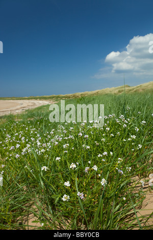 Sefton Coast sand dunes Stock Photo - Alamy