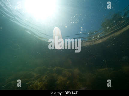 melon jellyfish, melon comb jelly (Beroe cucumis), in the sea, Norway ...