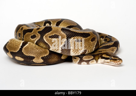 Royal Python (Python regius) coiled Stock Photo - Alamy