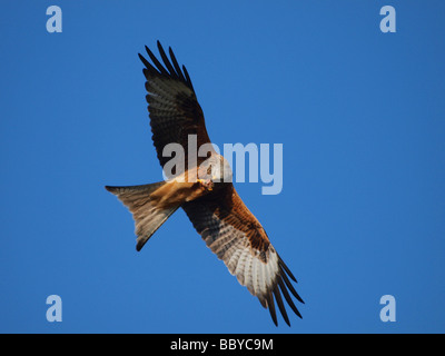 Red Kite feeding on the wing Stock Photo - Alamy