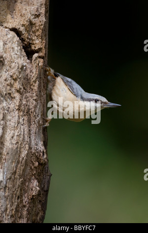 Eurasian Nuthatch (Sitta Europaea Stock Photo - Alamy