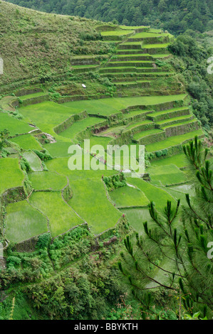 Rice terraces near Bontoc, Mountain Province, North Luzon, Philippines ...
