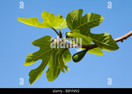 Branch of fig tree (Ficus carica) with leaves and fruits against blue ...
