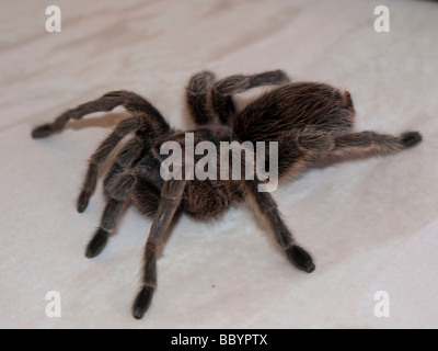 Chile Rose Tarantula Stock Photo - Alamy
