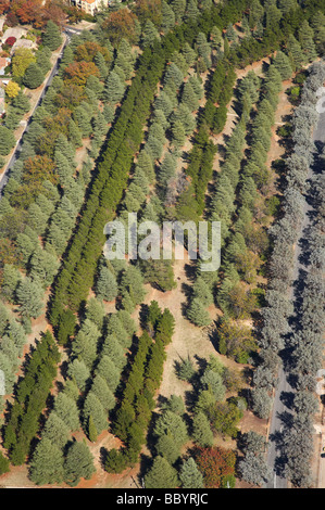 Rows of Conifers Haig Park Canberra ACT Australia aerial Stock Photo ...