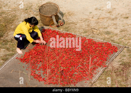 Farmer sorting red chilli pepper fruits, Kuluedor, Ghana Stock Photo ...