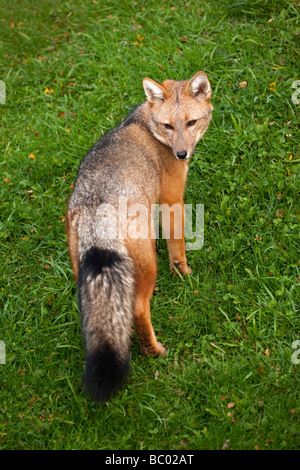 Red Fox Female in Torres del Paine National Park, Chile Stock Photo - Alamy