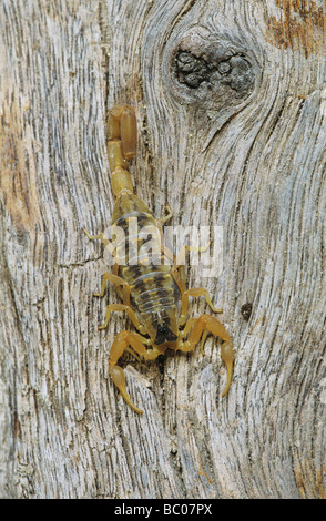 juvenile brown bark scorpion, Centruroides gracilis, on bark, from ...