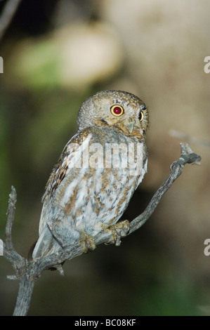 Elf Owl Micrathene whitneyi adult Madera Canyon Arizona USA May 2005 ...