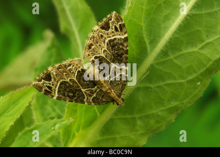 Small phoenix moth (Ecliptopera silaceata), Willowherb Leafhopper ...