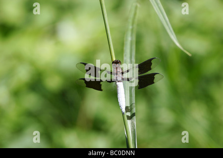 Dragonfly, Common Whitetail, Libellula lydia, Top Down View Stock Photo ...
