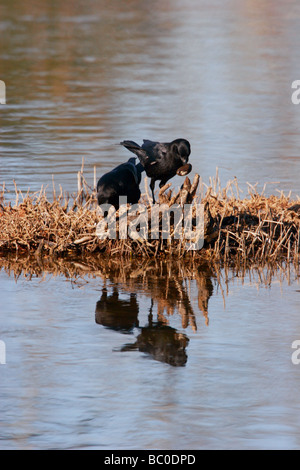 The American crows (Corvus brachyrhynchos) eating the rest of the fish ...