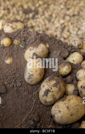Potato Pile, Potato, Potatoes (Solanum tuberosum), Pile, Potato Harvesting Stock Photo - Alamy
