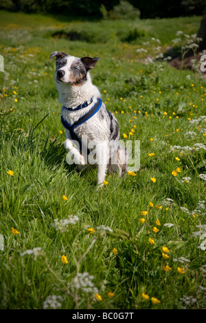 Blue Merle Border Collie swimming in a river after a short stick ...