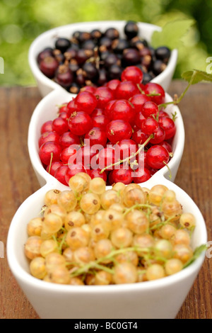 Black currant harvesting Stock Photo - Alamy