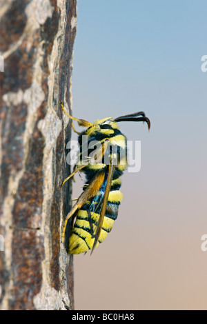 Hornet Moth (Sesia apiformis Stock Photo - Alamy