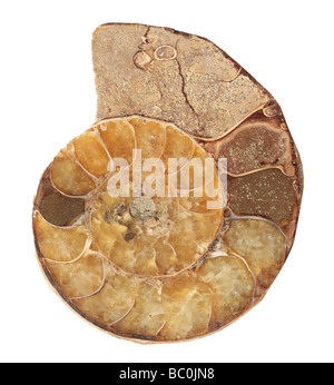A cross-section of the spiral shell of an ammonite, an extinct sea ...