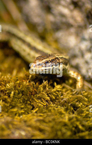 Common lizard sat on granite basking in the sun on Dartmoor Devon UK ...