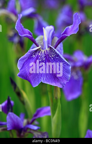 Contemporary Purple Iris Stock Photo - Alamy