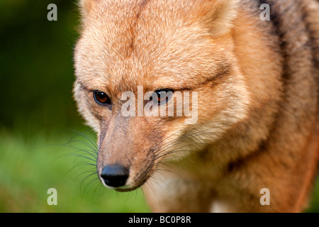 Red Fox Female in Torres del Paine National Park, Chile Stock Photo - Alamy