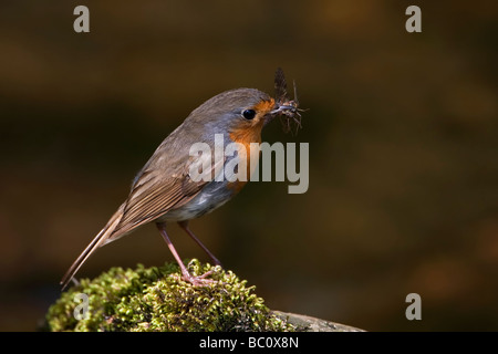 Robin with insects in beak Stock Photo - Alamy