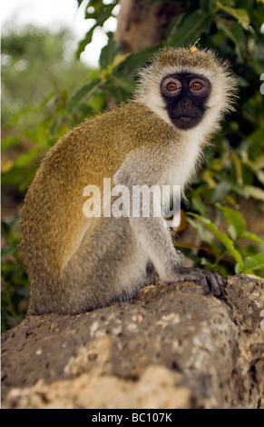 Close up portrait of Vervet Monkey Chlorocebus on the tree in the Masai ...