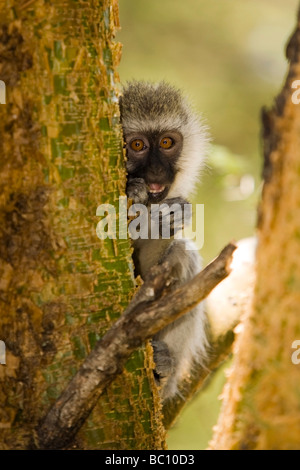Vervet Monkey on the masai mara kenya africa Stock Photo - Alamy