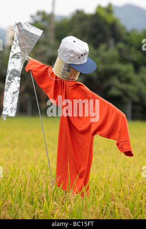 Scarecrow stands in race filed Stock Photo - Alamy