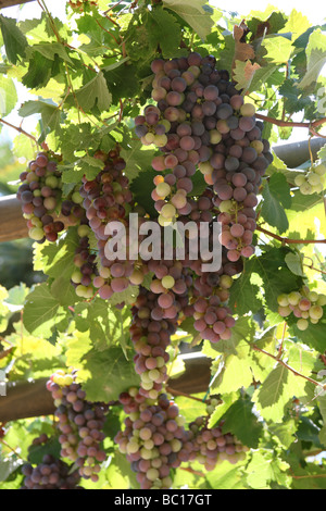 grapevine / winegrapes Stock Photo - Alamy