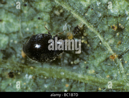 Minute black ladybird Stethorus punctillum adult with spider mite prey ...