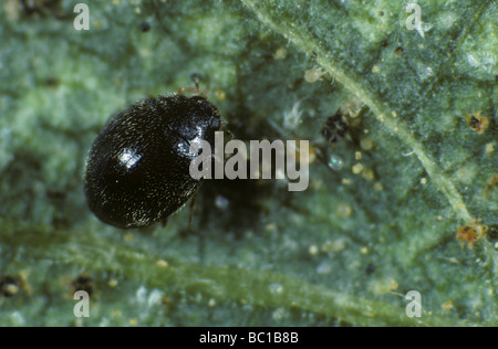 Minute black ladybird Stethorus punctillum and Tetranychus urticae prey ...