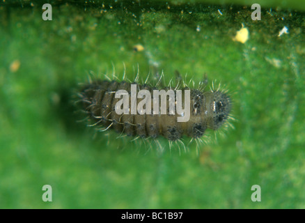 Minute black ladybird Stethorus punctillum adult with spider mite prey ...