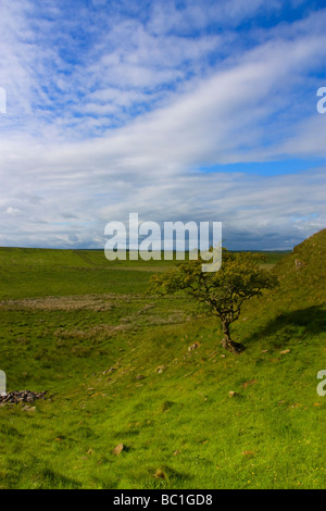 weathered tree at Sycamore Gap Hadrians Roman Wall, Northumberland ...