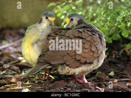 Sulawesi ground dove / yellow-breasted ground dove (Gallicolumba ...