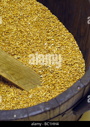 bucket full of dry wheat grains Stock Photo - Alamy